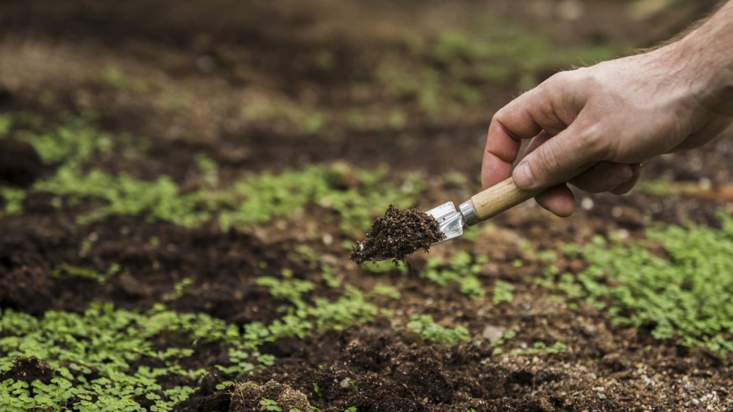 Biofertilisers Can Reduce India’s Dependence on Chemical Fertilisers ...